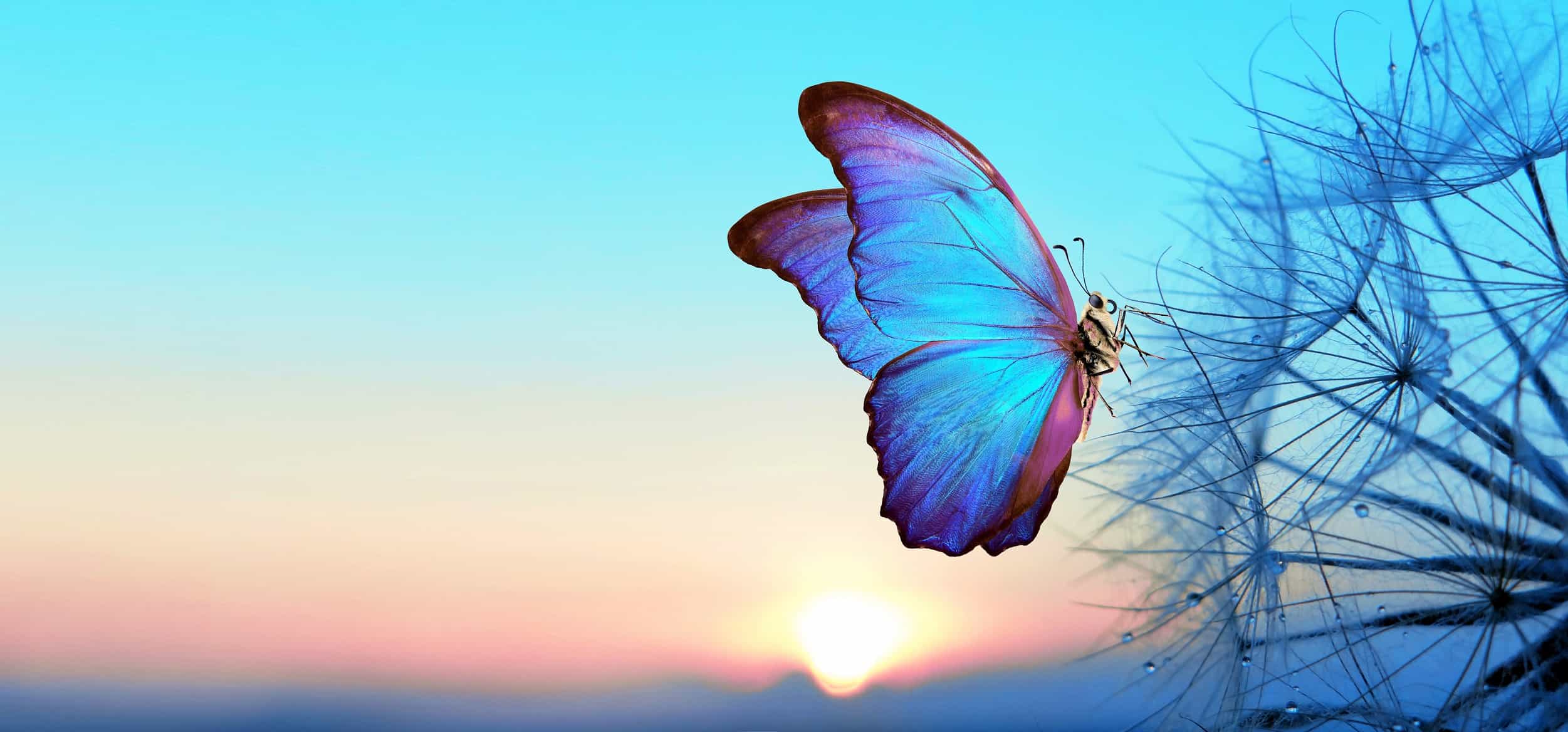 Butterfly Symbolism And Meaning What Do Butterflies Symbolize 